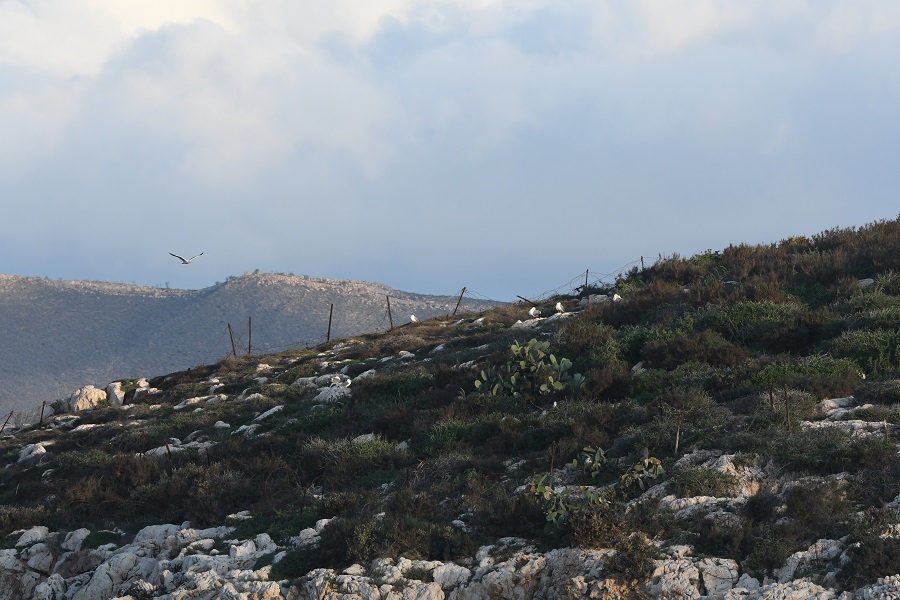 The Alhucemas Islands – Barry's Borderpoints